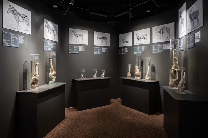Top 5 Unusual Museums Around the World: Beyond the Ordinary - Ink & Impact